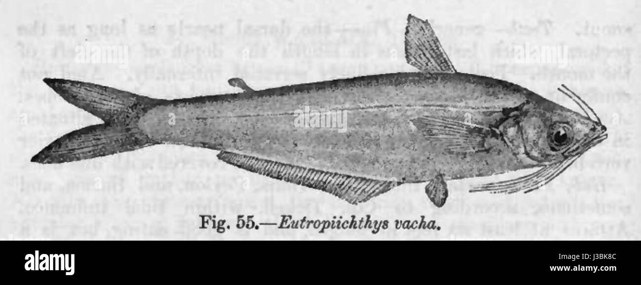 Eutropiichthys vacha, commonly known as the â€˜Indian catfish,â€™ is ...