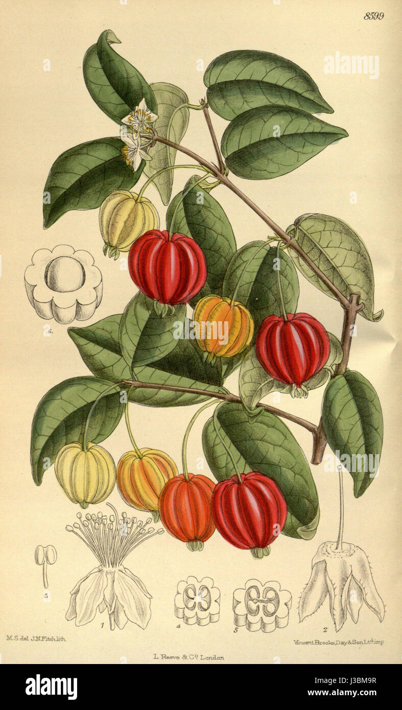 Eugenia uniflora 141 8599 Stock Photo - Alamy