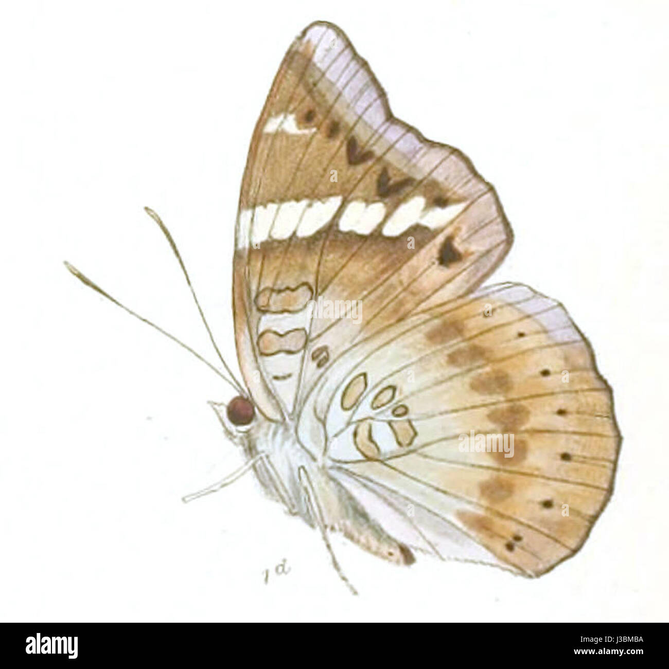 Intricate wing structures hi-res stock photography and images - Alamy