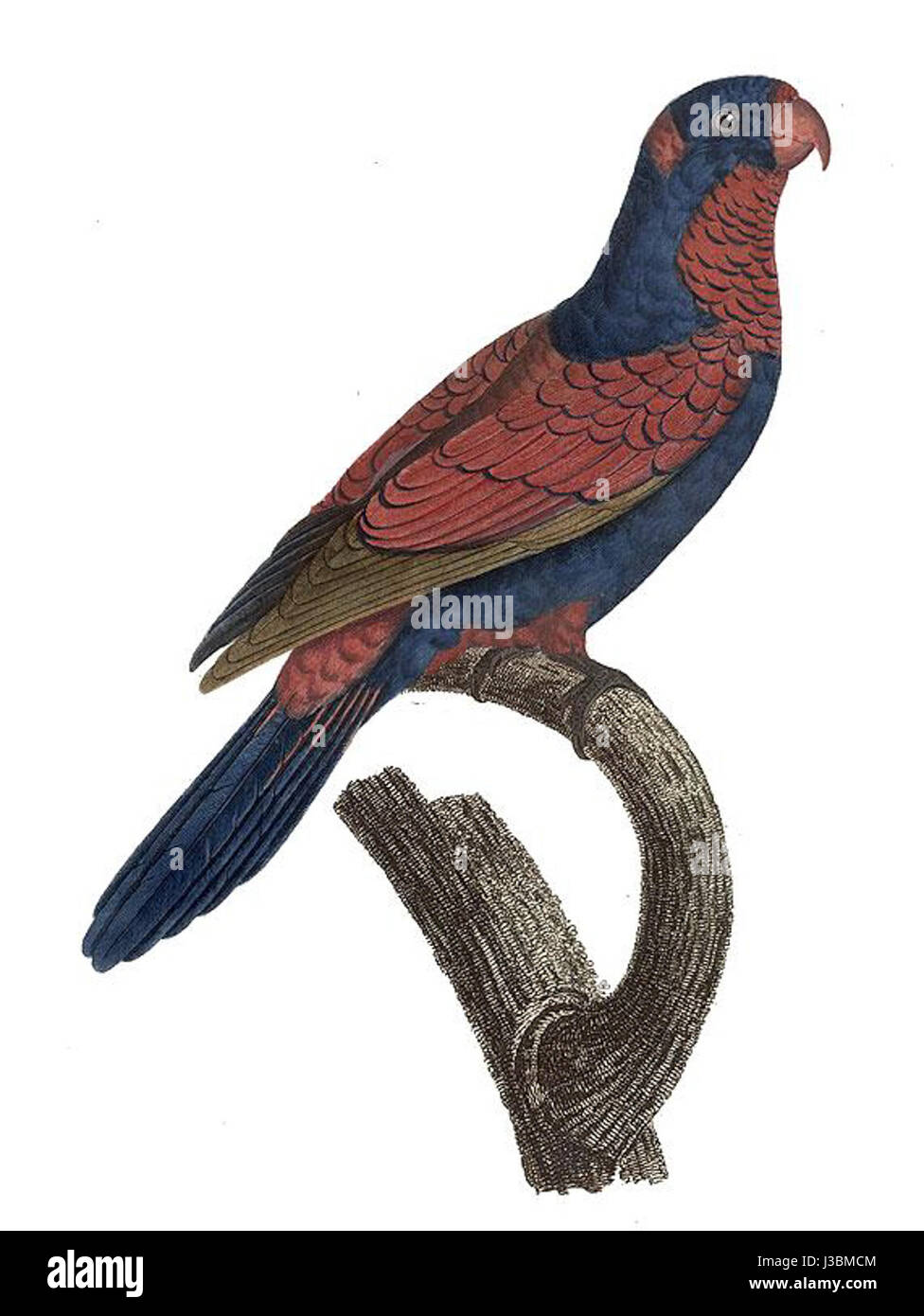 A detailed illustration of the Eos histrio, also known as the Red-and ...