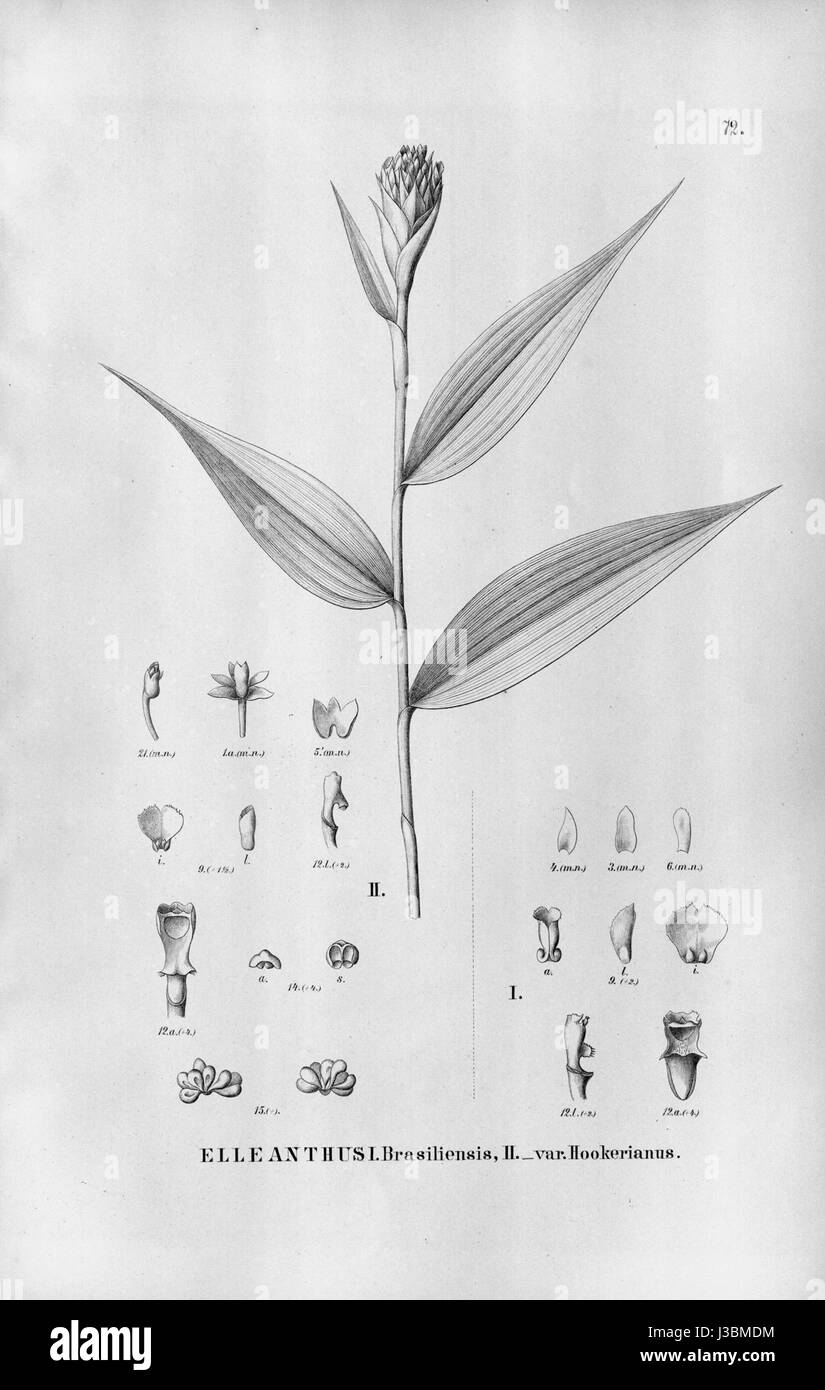 Elleanthus brasiliensis is a species of orchid from Brazil, featured in ...