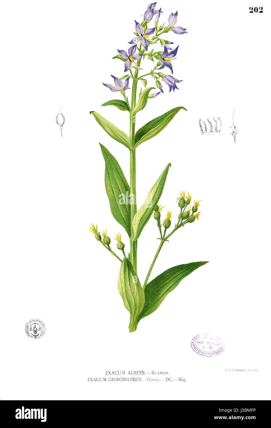 Exacum tetragonum, illustrated by Blanco, is a species of flowering ...