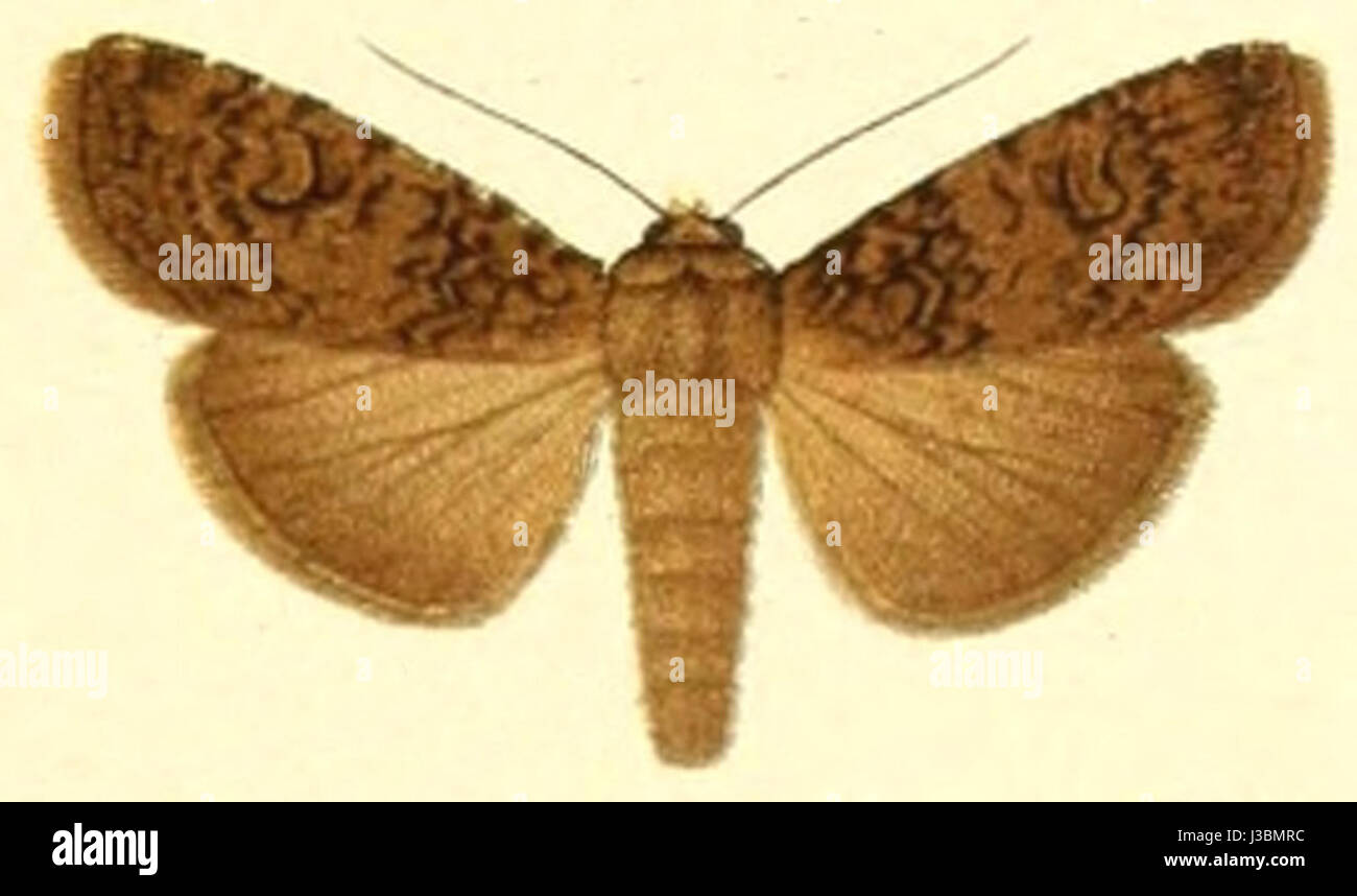 Euxoa intracta is a species of moth known for its specific features in moth identification. The ...