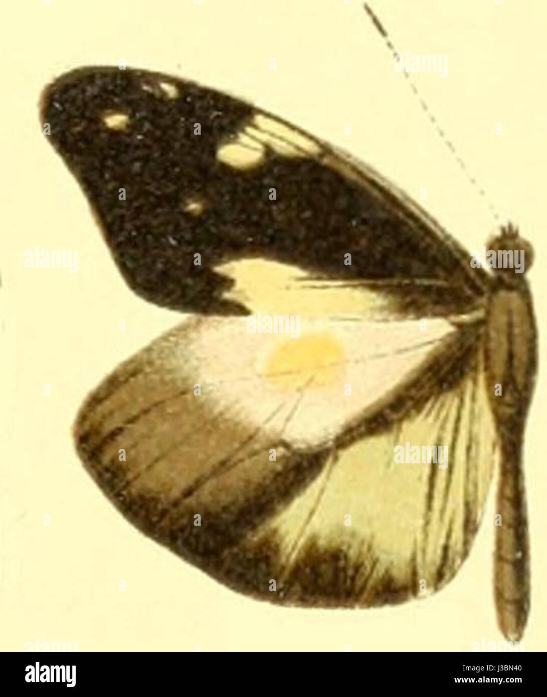 Dismorphia lewyi leonora is a butterfly species belonging to the family ...