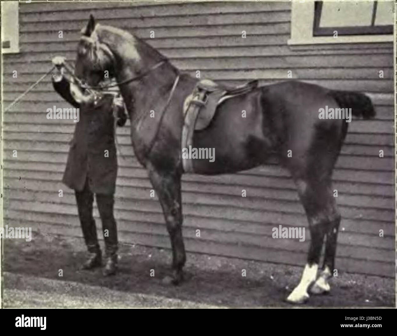 Equitation images figure 034 represents a visual depiction related to ...