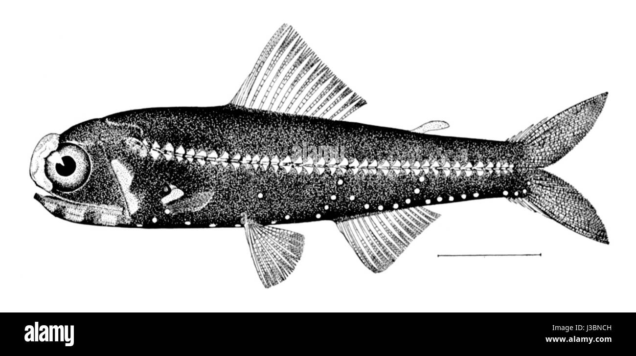 Lanternfish bioluminescence hi-res stock photography and images - Alamy