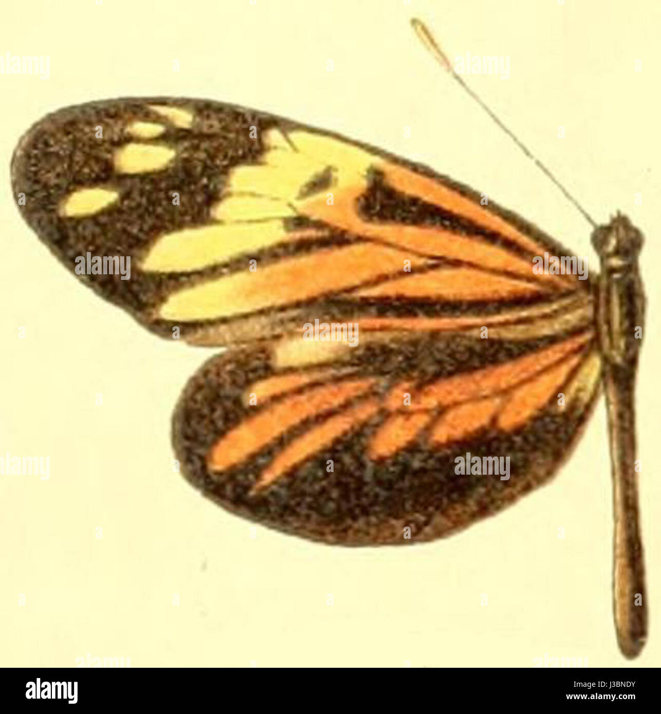 Dismorphia amphione female Stock Photo - Alamy