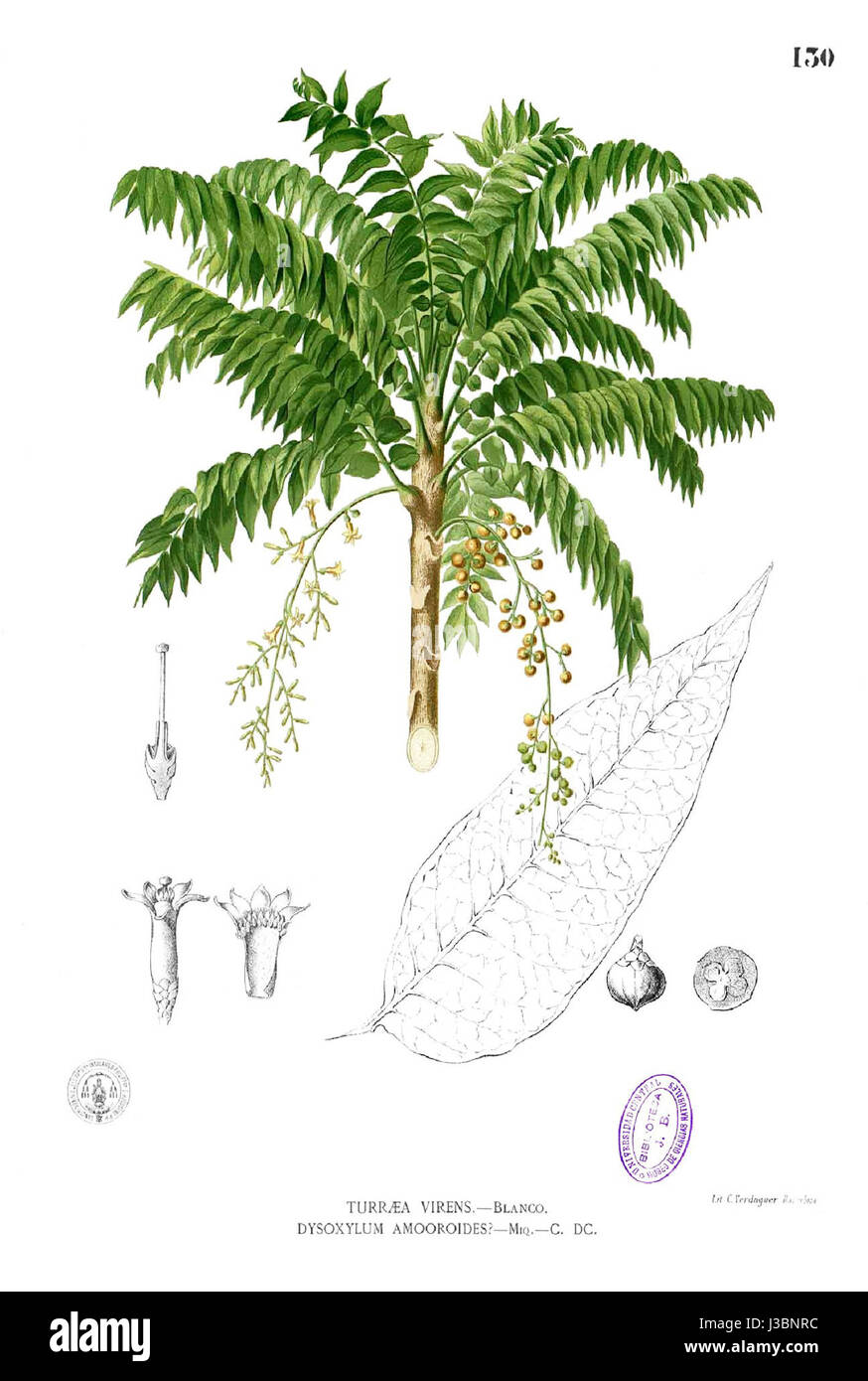 Dysoxylum Stock Photos & Dysoxylum Stock Images - Alamy