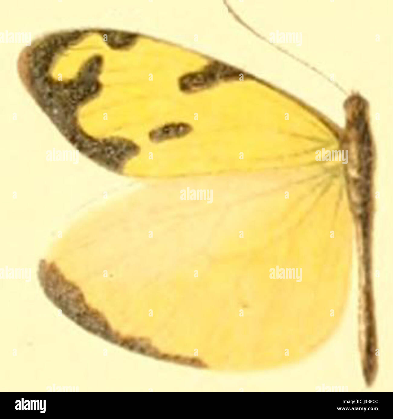 Butterfly species in the americas hi-res stock photography and images ...