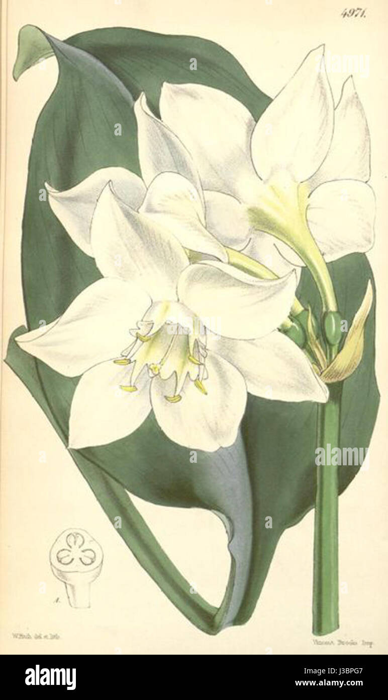 Eucharis amazonica, commonly known as the Amazon lily, is a flowering ...