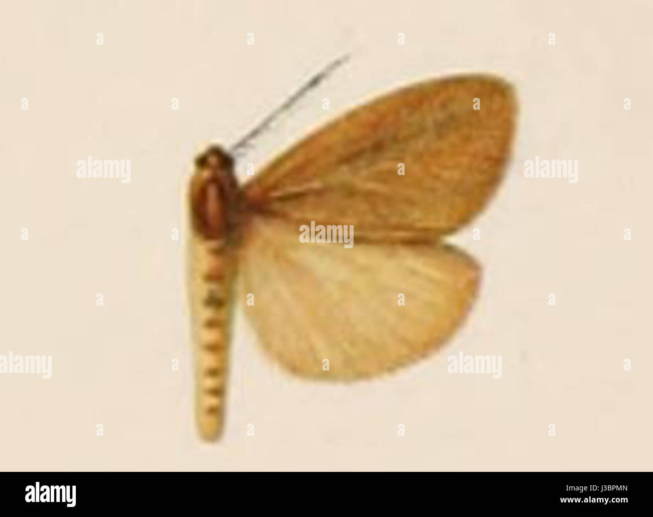 Estigmene hi-res stock photography and images - Alamy