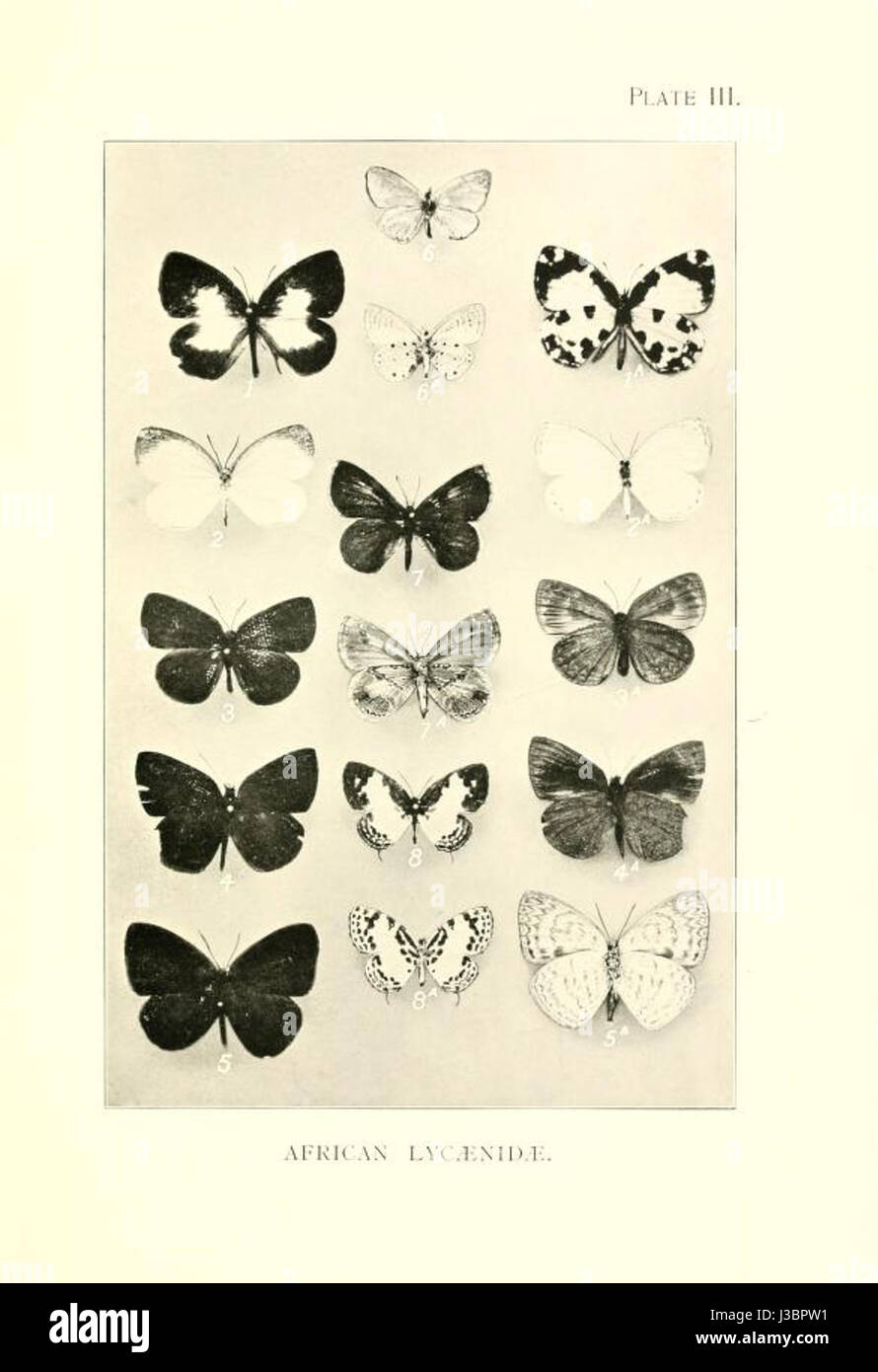 Lycaenidae butterflies hi-res stock photography and images - Alamy