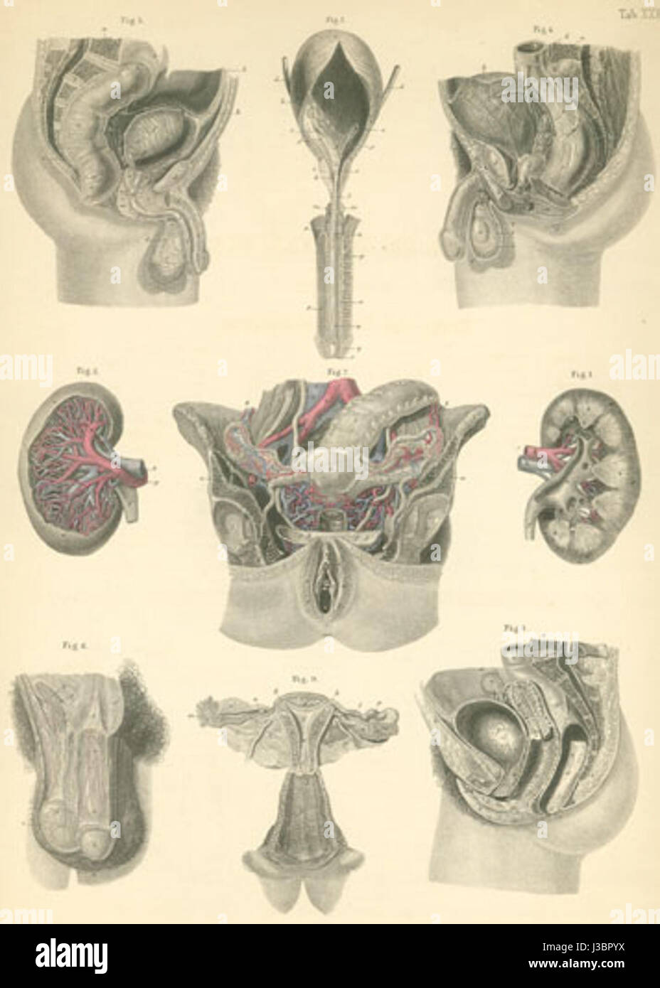 Dr Bock plate37 Stock Photo - Alamy