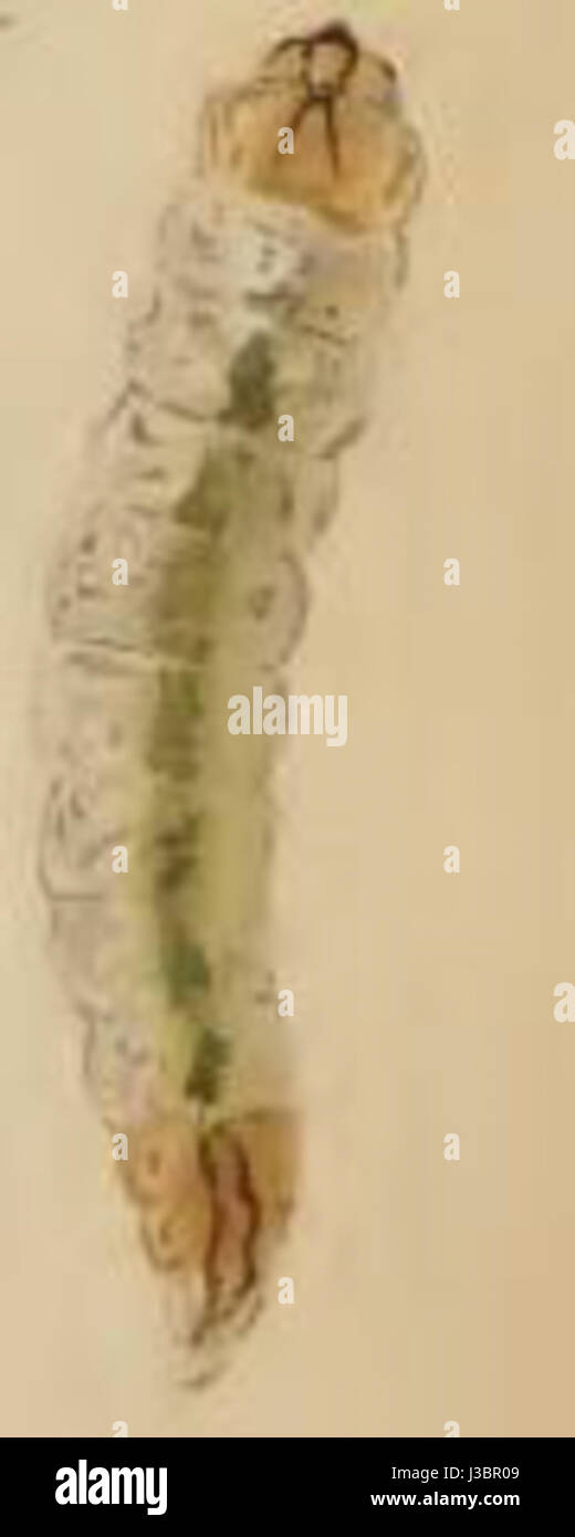 The Ectoedemia arcuatella is a species of moth, and the larva is the ...