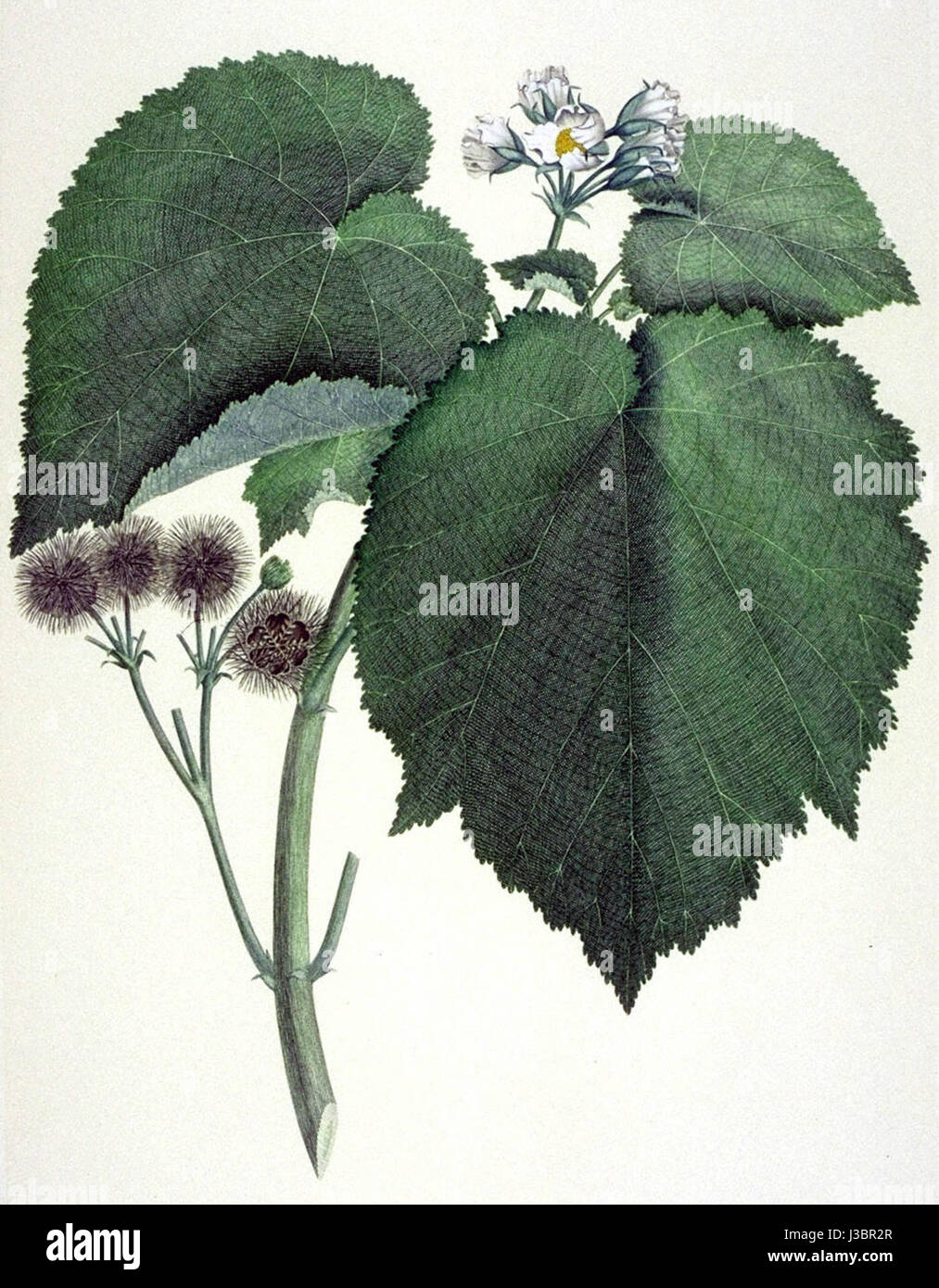 The Entelea drawing is an artistic piece that showcases a detailed ...