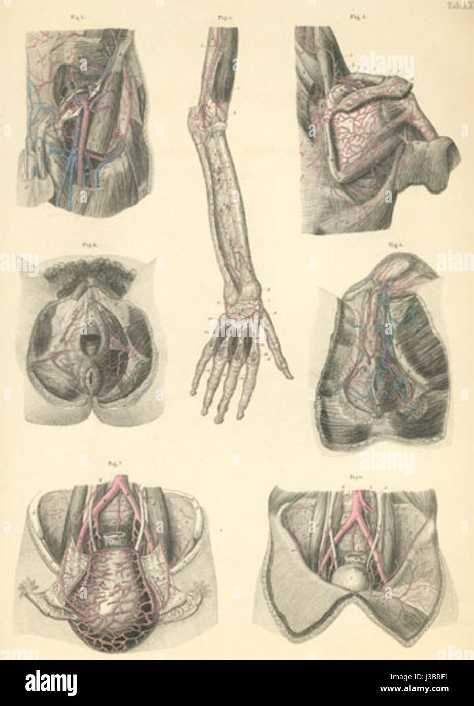 Dr. Bock plate 21 refers to an engraving or lithograph from Dr. Bockâ ...