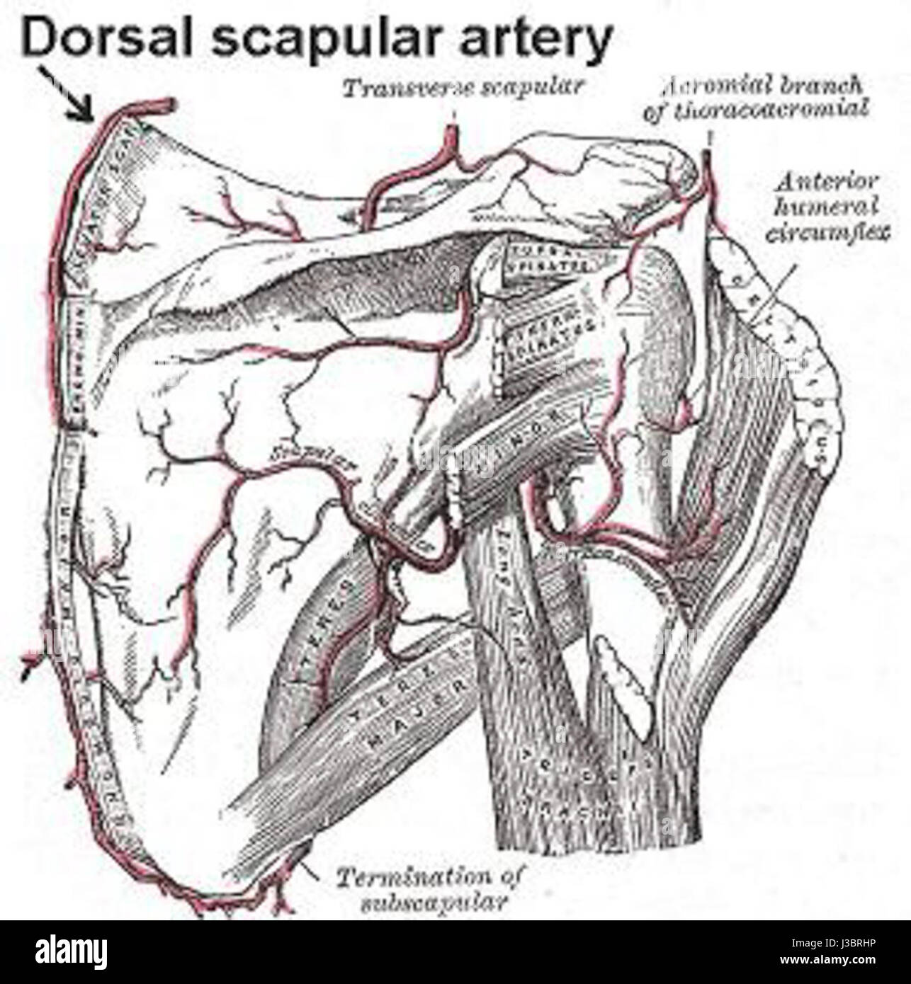 Dorsal scapular artery hi-res stock photography and images - Alamy