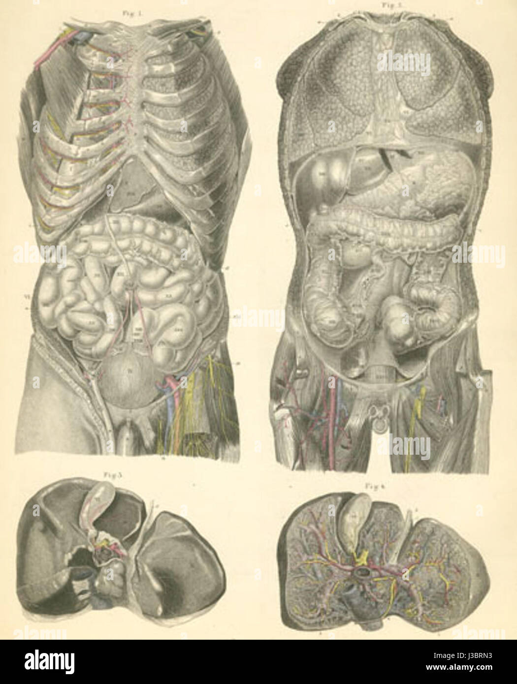 Dr Bock plate34 Stock Photo - Alamy