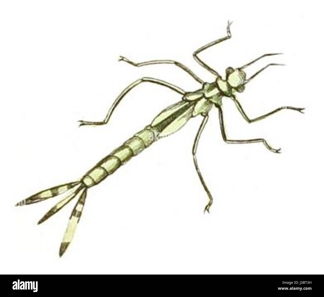 Old larva Cut Out Stock Images & Pictures - Alamy