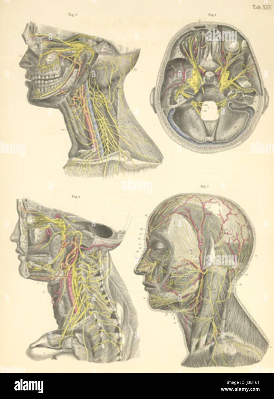 Dr Bock plate26 Stock Photo - Alamy