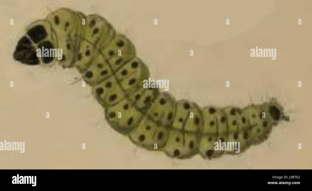 The *Exaeretia culcitella* larva is the early life stage of a species ...