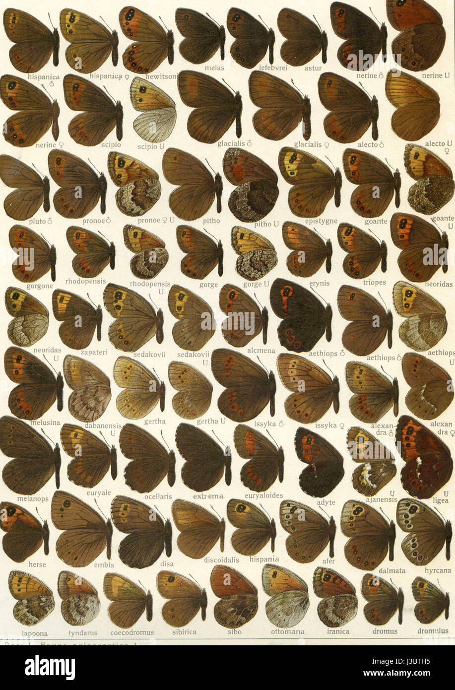Erebia species hi-res stock photography and images - Alamy