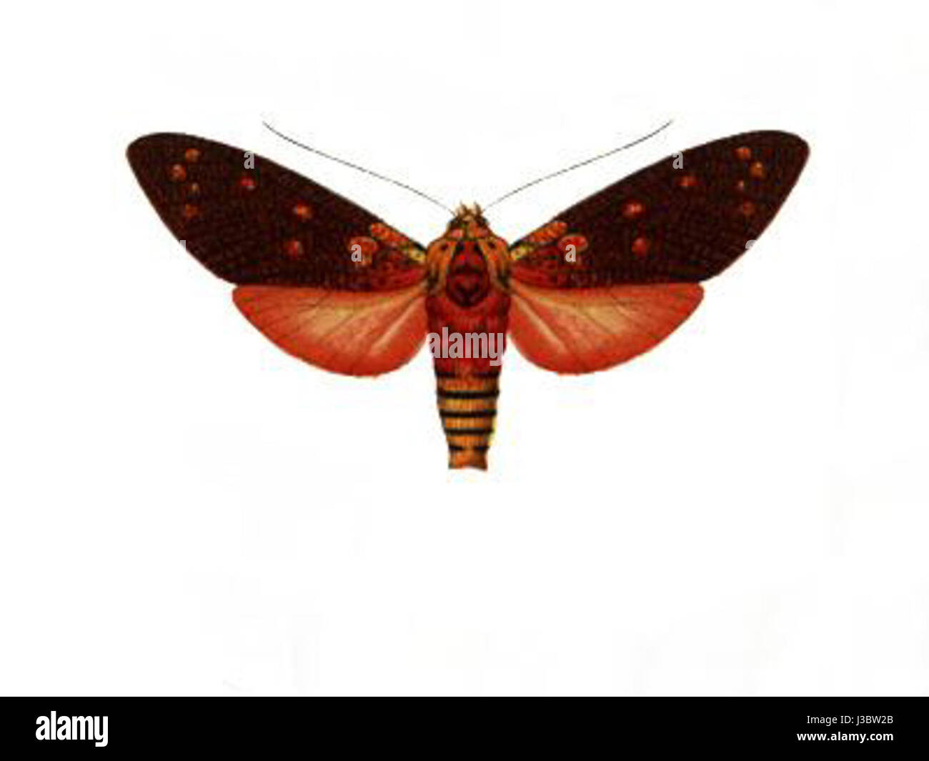 Elysius cingulata is a species of parasitic wasp known for its role in ...