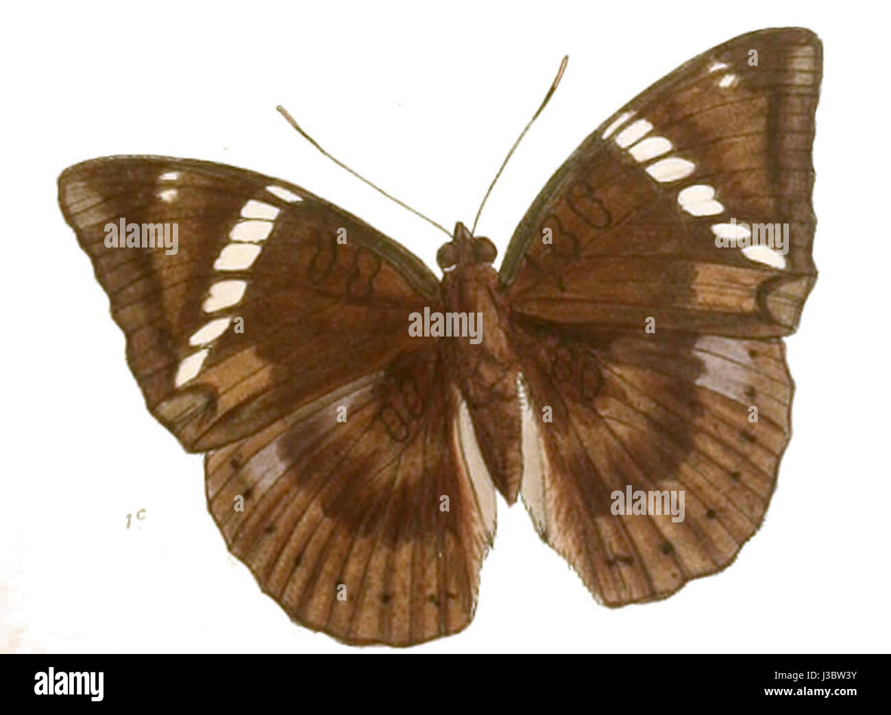 Euthalia vasanta hi-res stock photography and images - Alamy