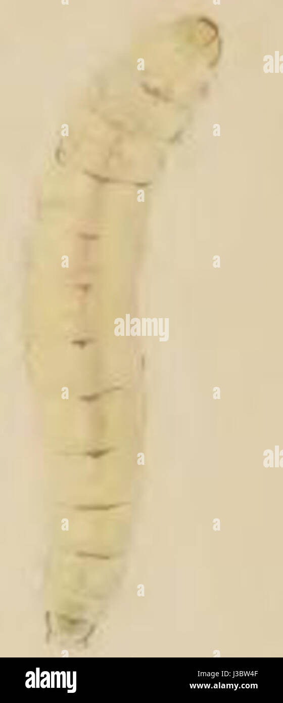 The larva of Euspilapteryx auroguttella, a species of moth from the ...