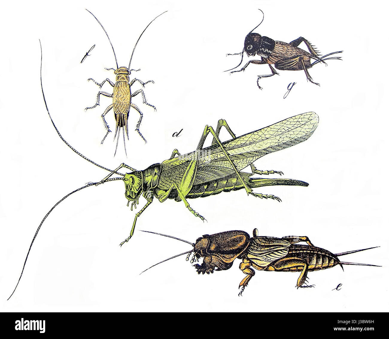 'Ensifera Naturgeschichte' is a detailed natural history study focusing ...
