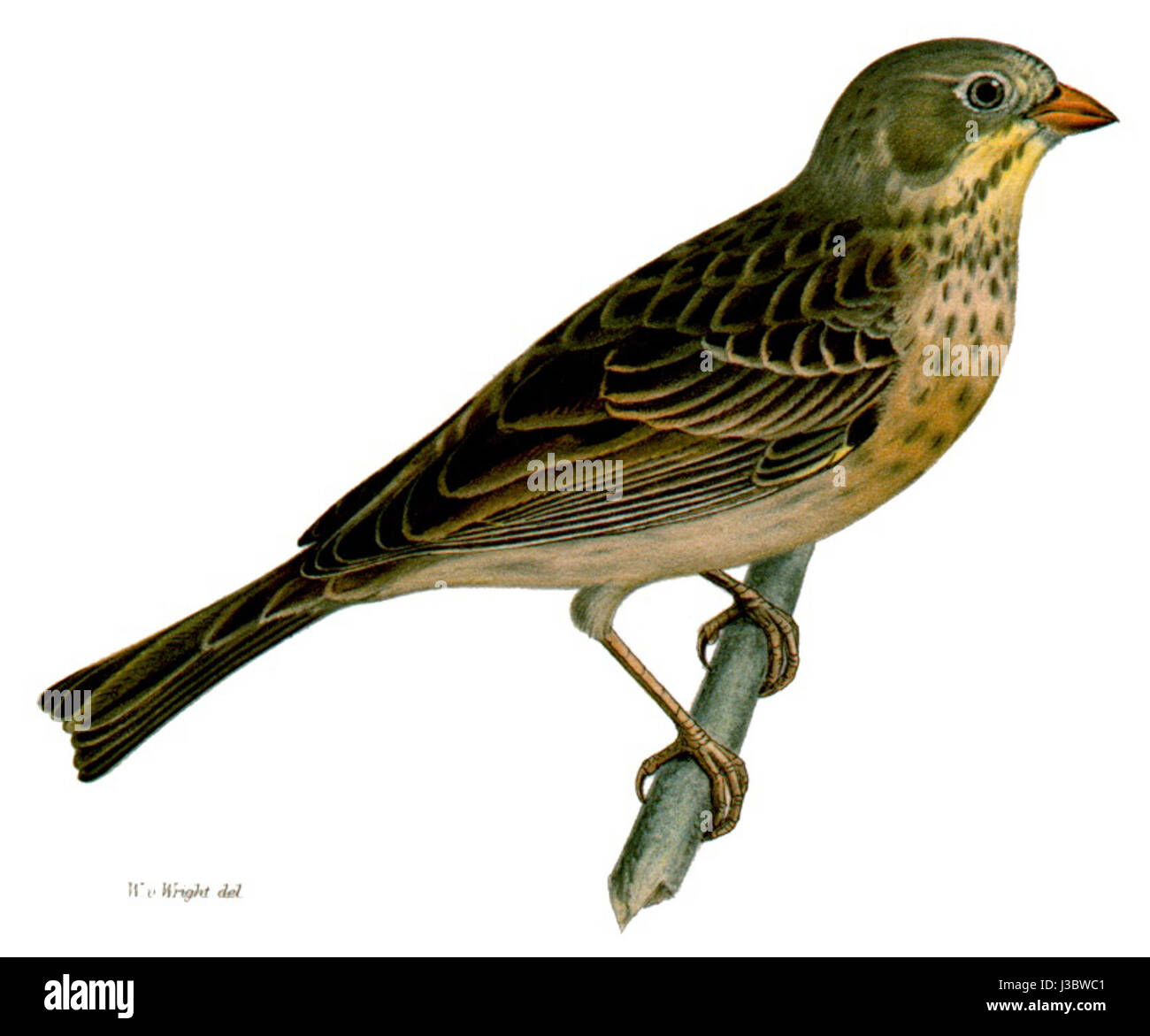 Emberiza hortulana, also known as the Ortolan Bunting, is a small ...