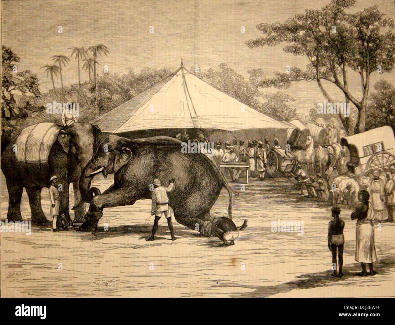 The elephant auction features the sale of elephants, often for purposes ...