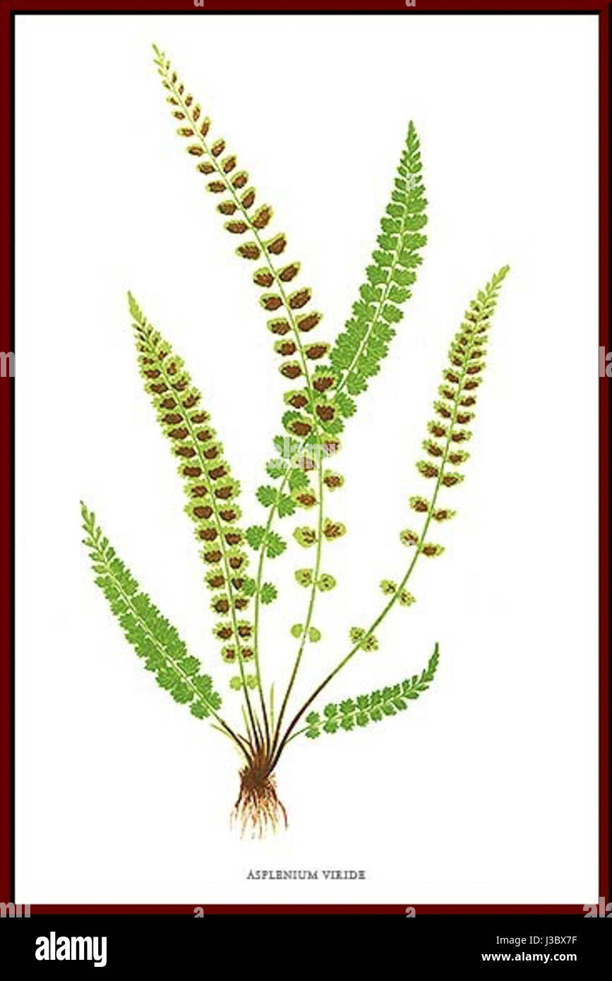 Edward Joseph Lowe was an influential figure in the early 20th century ...