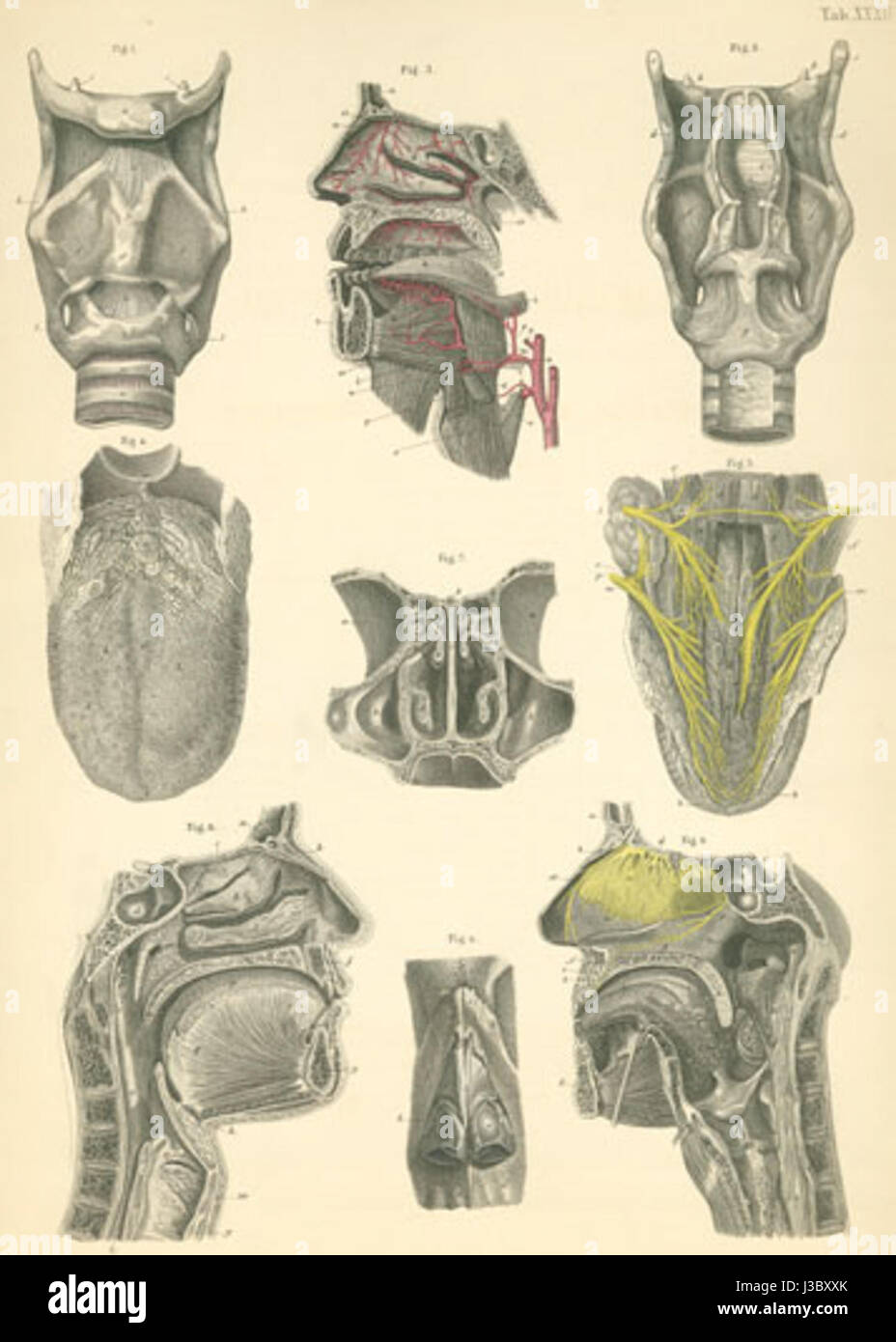 Dr. Bock's plate 33, part of his collection, is a detailed ...