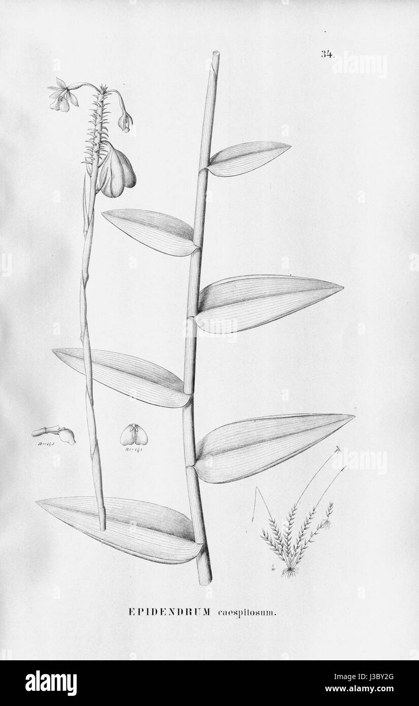 Epidendrum orchidiflorum hi-res stock photography and images - Alamy