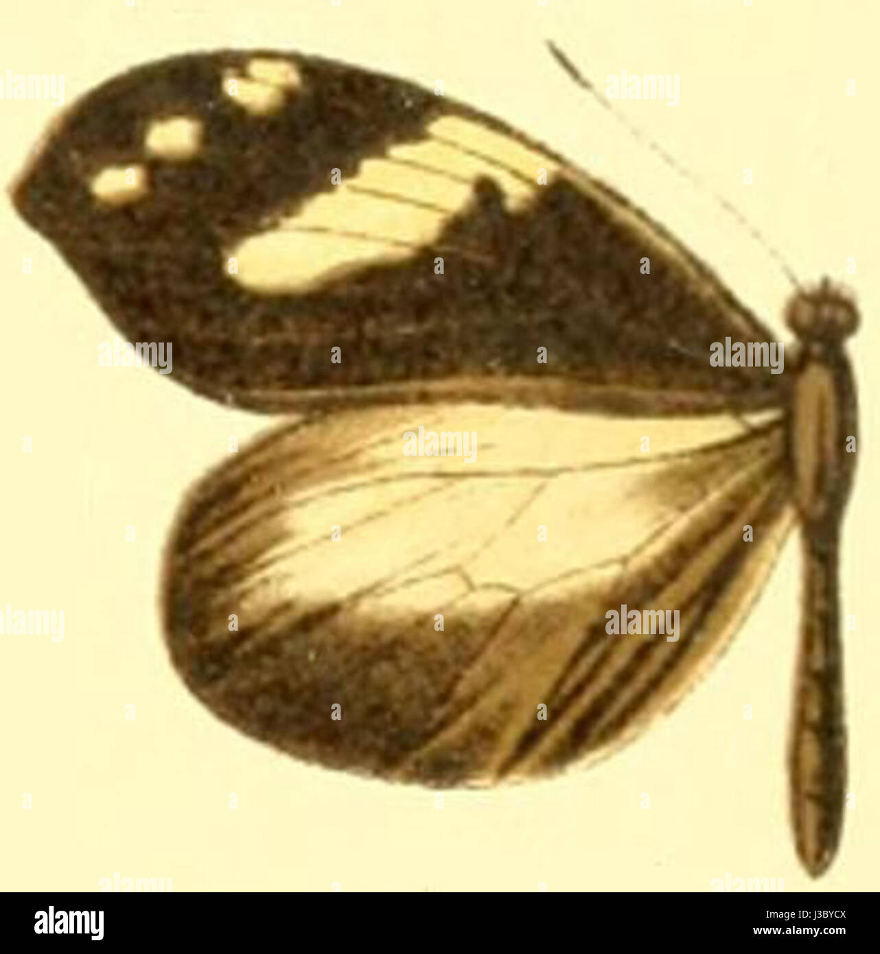 Crisia hi-res stock photography and images - Alamy