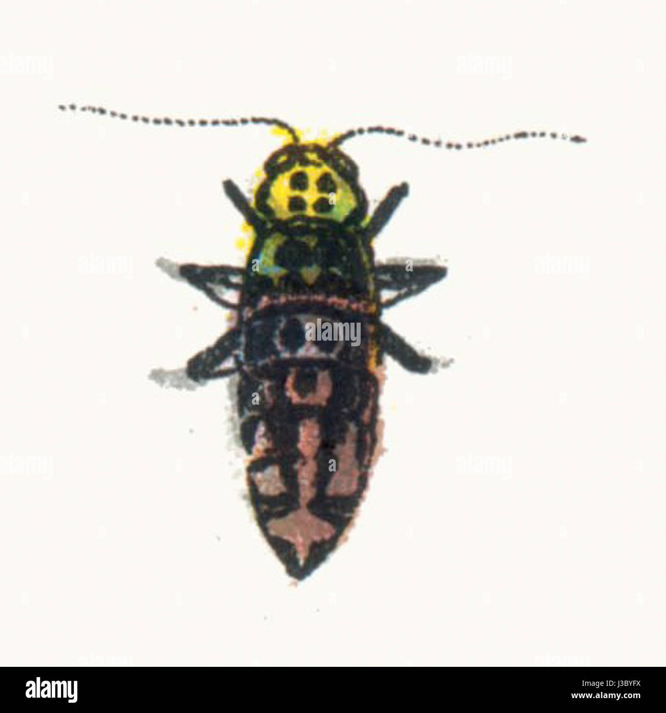 Winter moth life cycle hi-res stock photography and images - Alamy