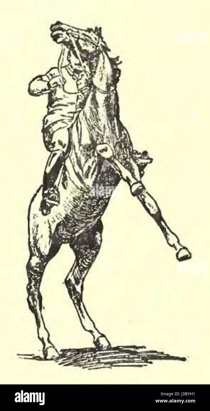 Equitation science hi-res stock photography and images - Alamy