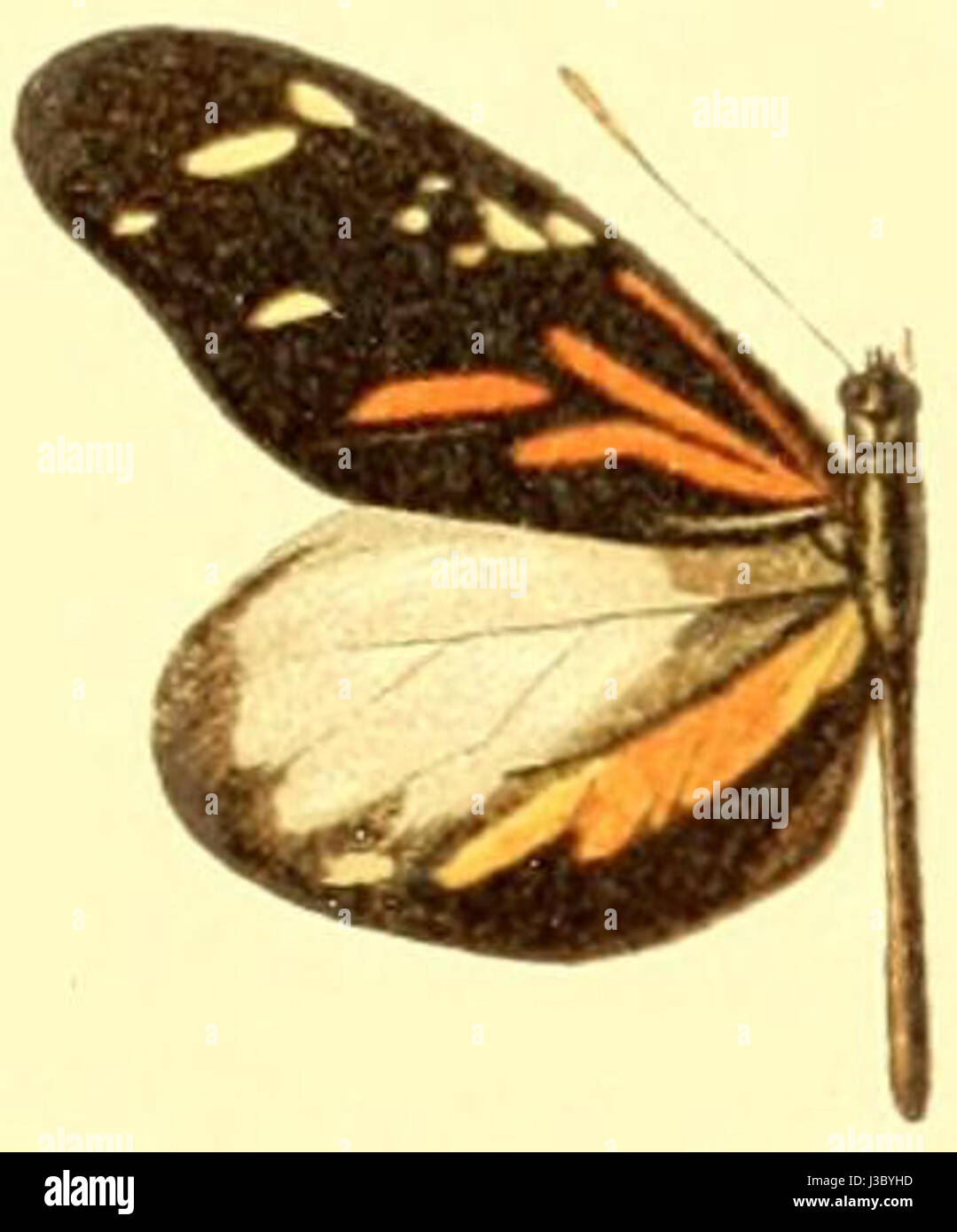 Amphione dismorphia hi-res stock photography and images - Alamy