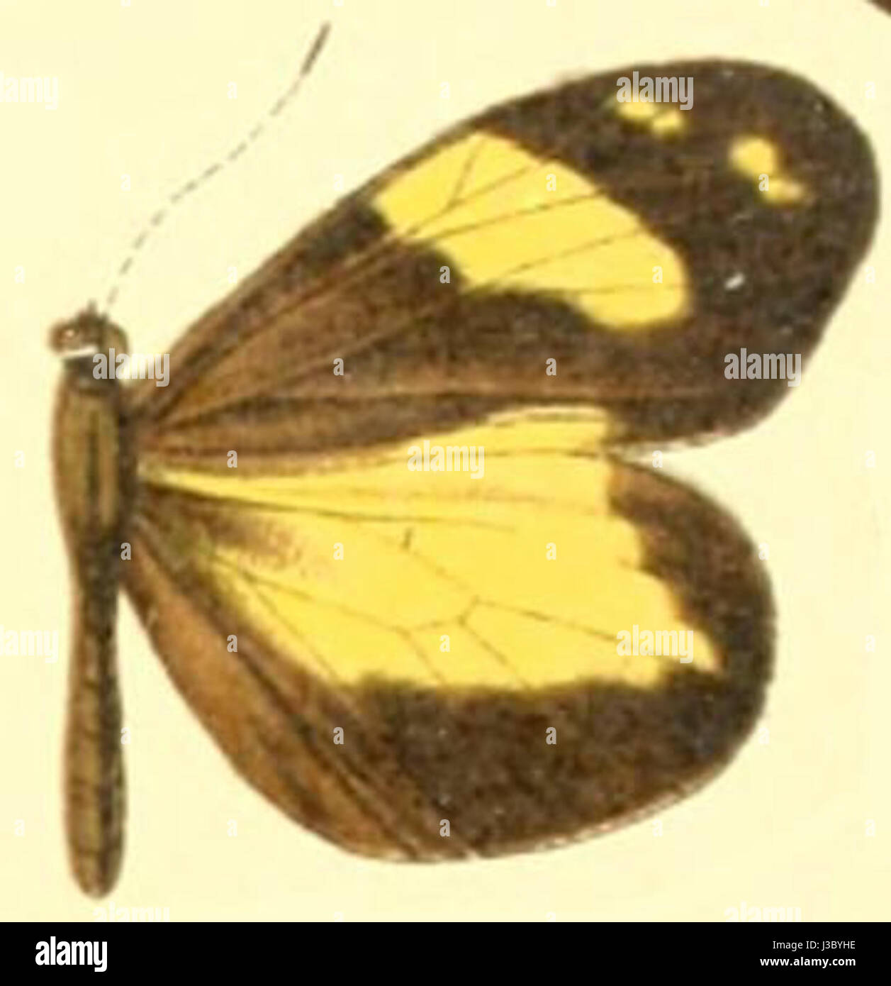 A detailed image of a female Dismorphia medora butterfly, highlighting ...