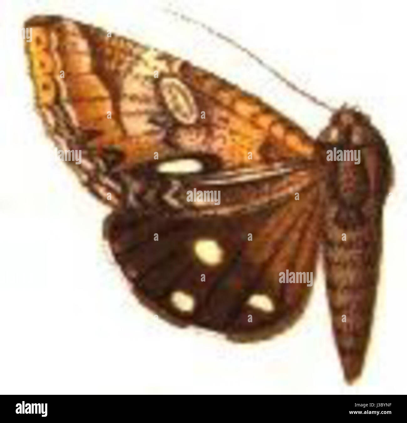 Ercheia eceicei may refer to a historical or cultural term or location ...