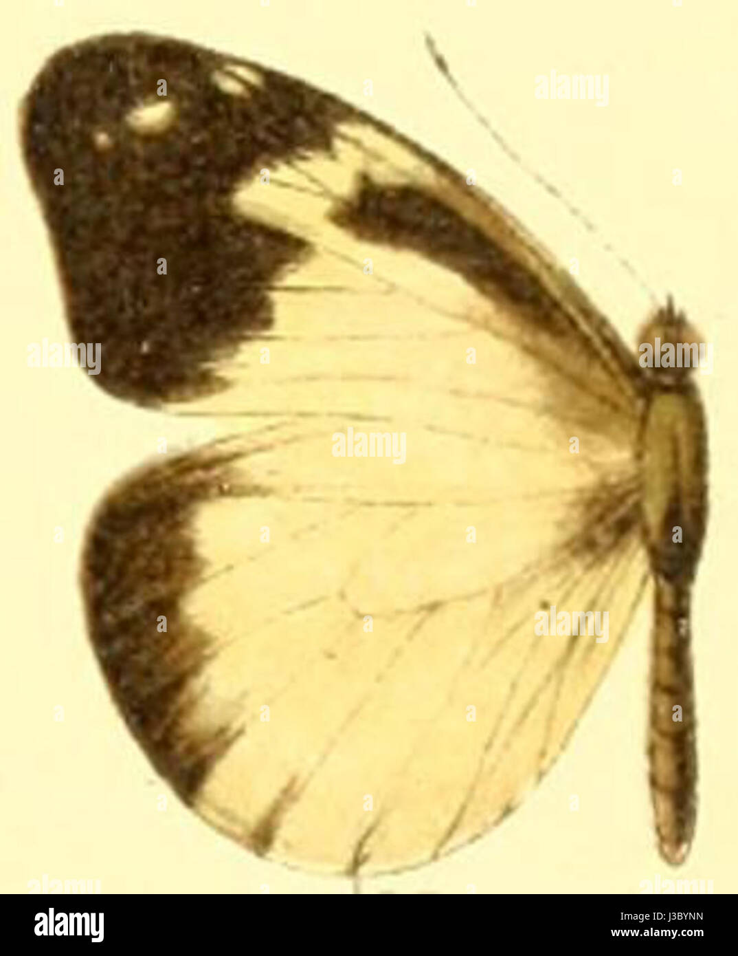 Leonora map hi-res stock photography and images - Alamy