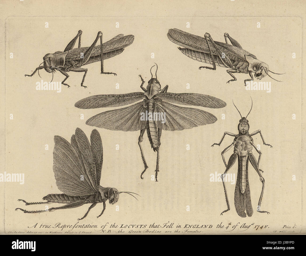 This historical diagram illustrates the locust swarms that invaded ...