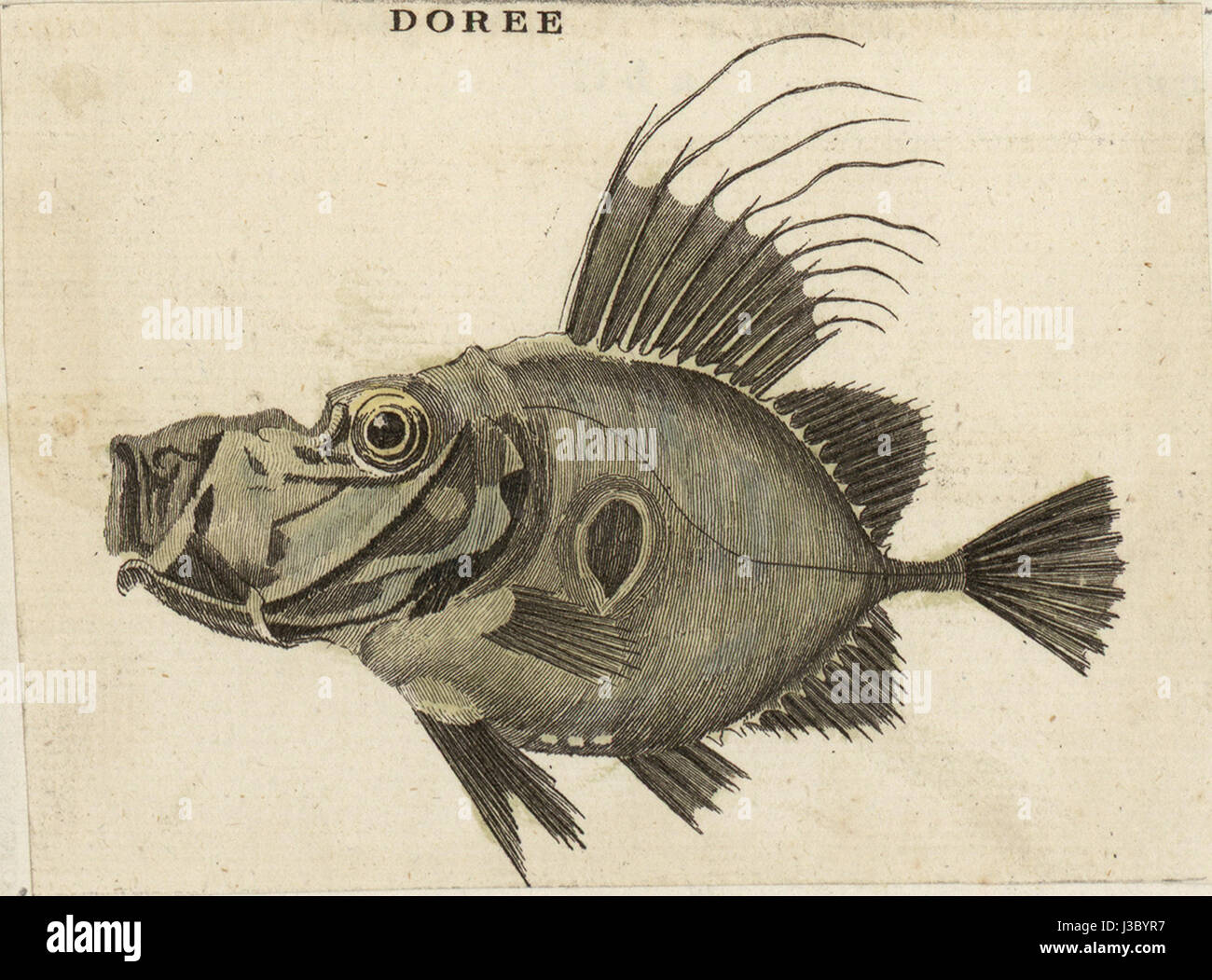The Doree fish, depicted in 18th-century illustrations, represents a ...