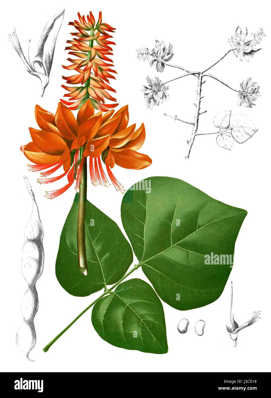 Red coral tree hi-res stock photography and images - Alamy