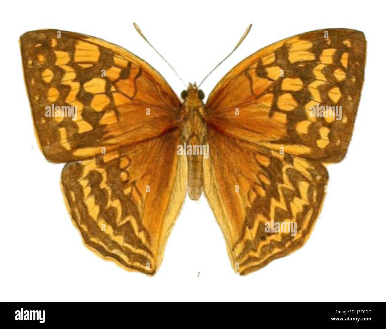 Mosaic design roman Cut Out Stock Images & Pictures - Alamy