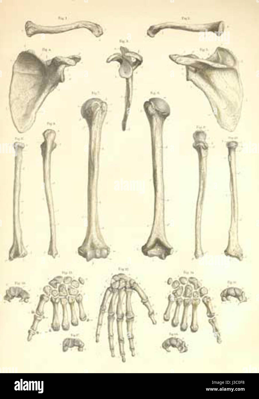 Dr Bock plate05 Stock Photo - Alamy