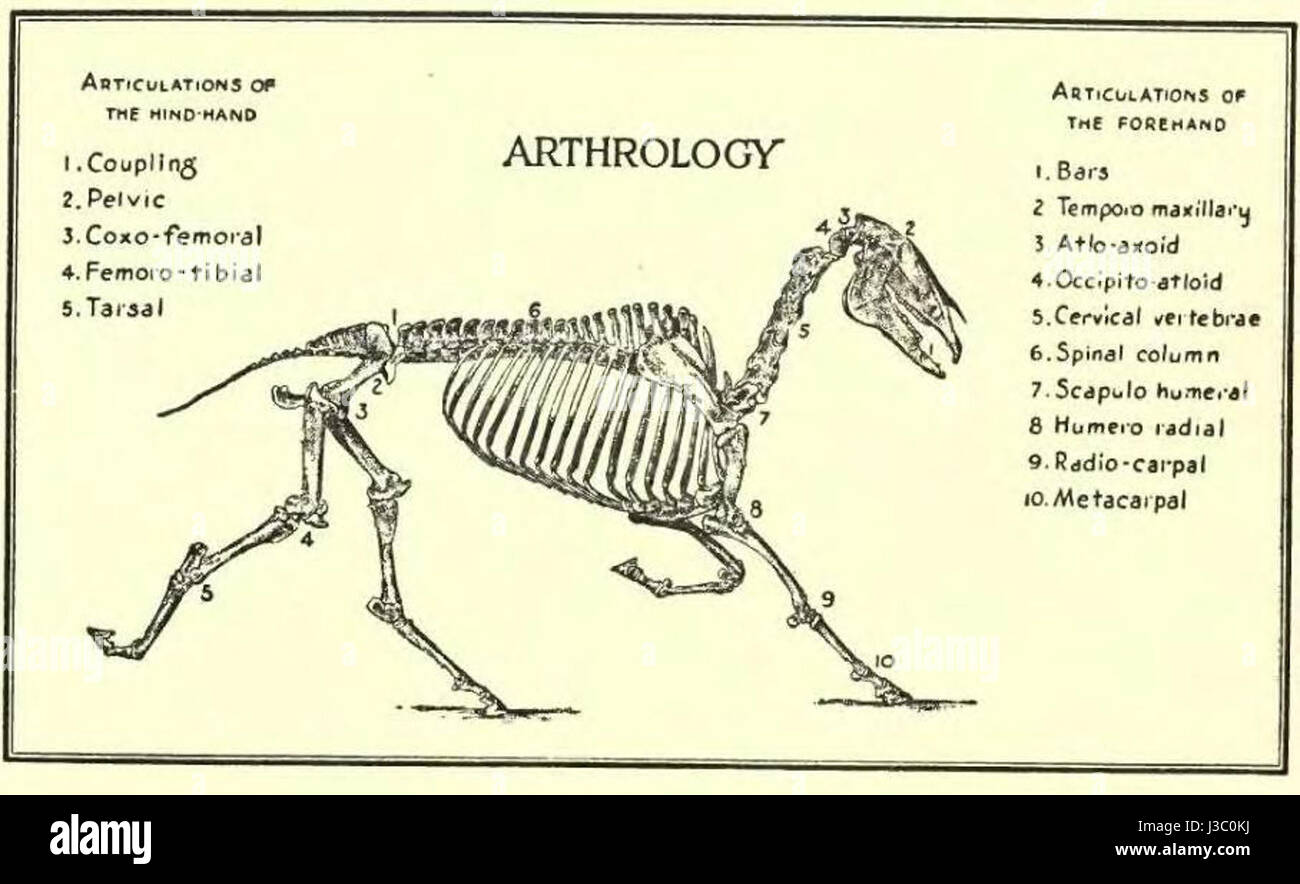 A historical illustration depicting equitation, specifically focusing ...