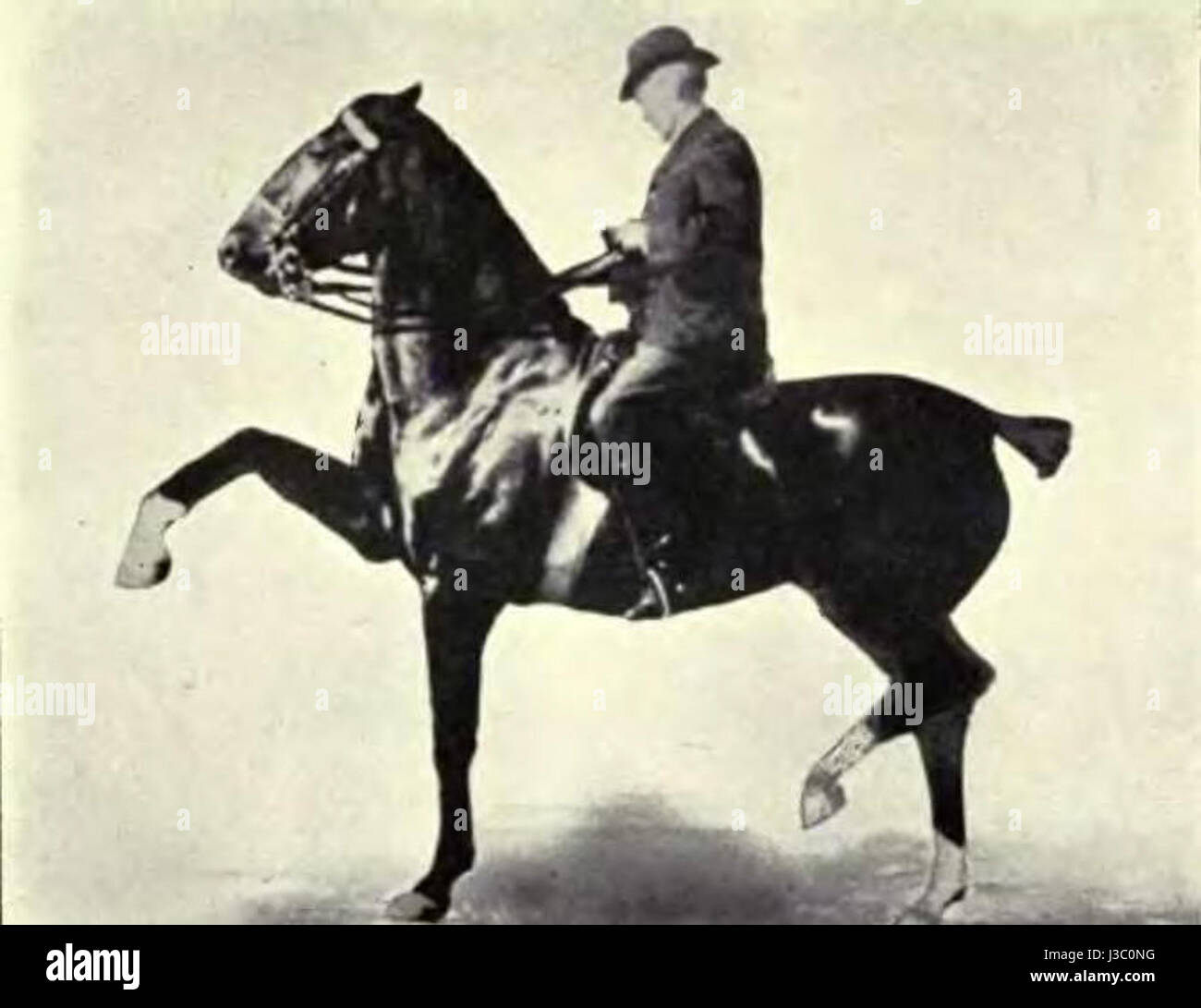 Equitation images fig 062 Stock Photo - Alamy