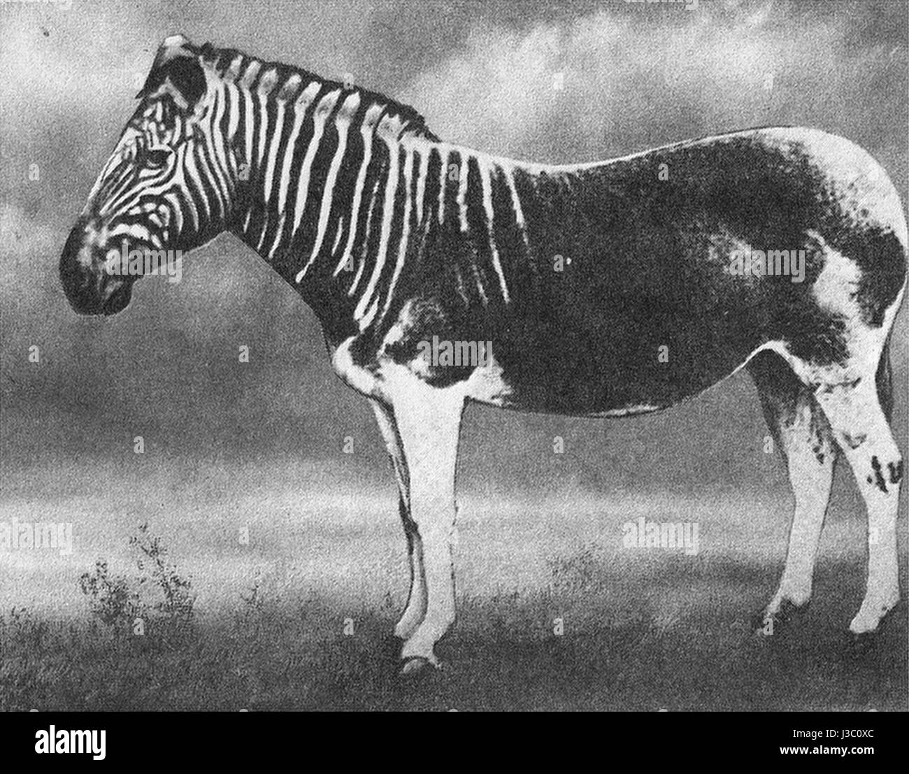 Quagga hi-res stock photography and images - Alamy